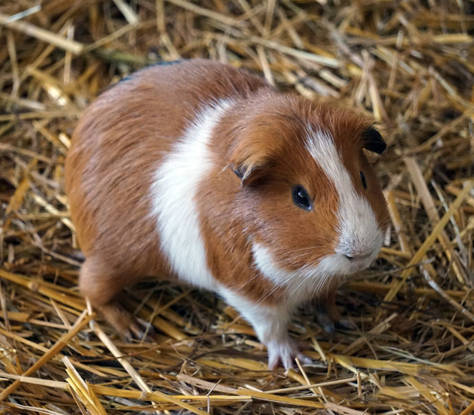 The Hay Shop - Types of Hay - Hay for Pets