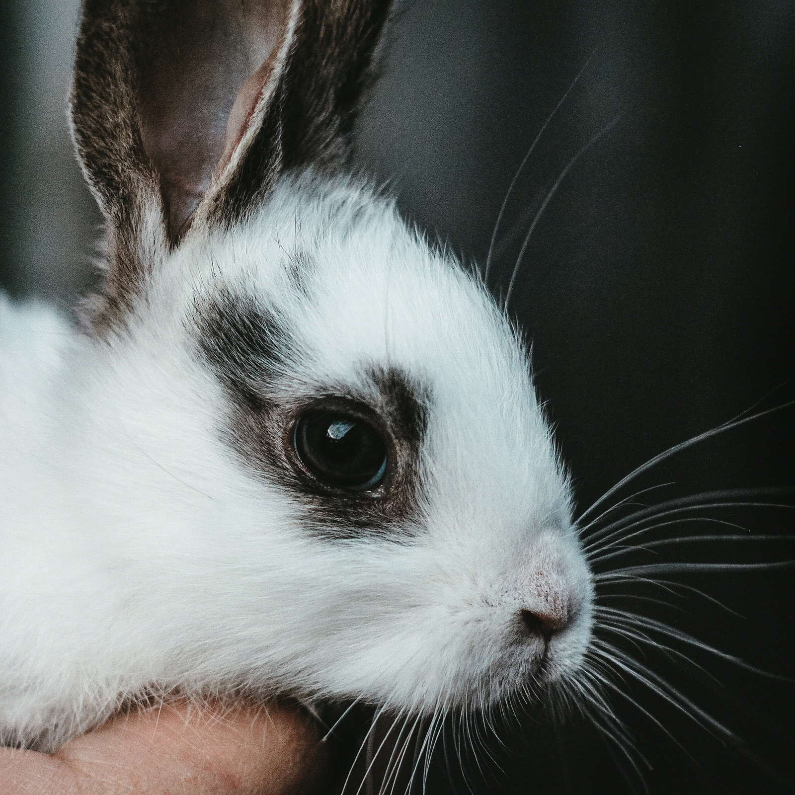 Buy Hay For Your Pets & Small Animals - The Hay Shed