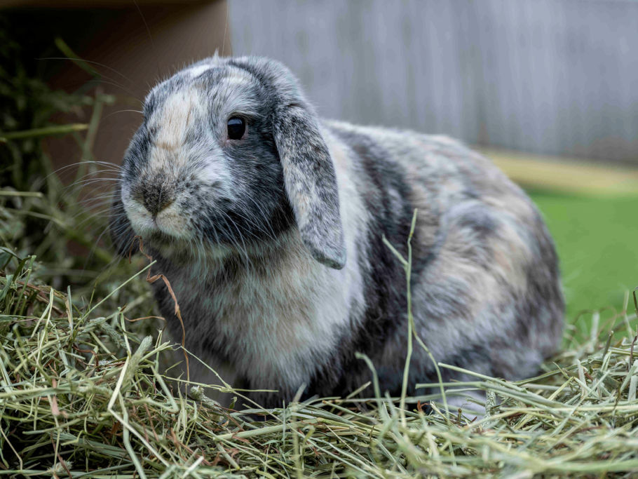 Rabbit Hay - Hay For Rabbits UK - Bunny Hay