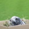 The Hay Shop - Types of Hay - Hay for Pets