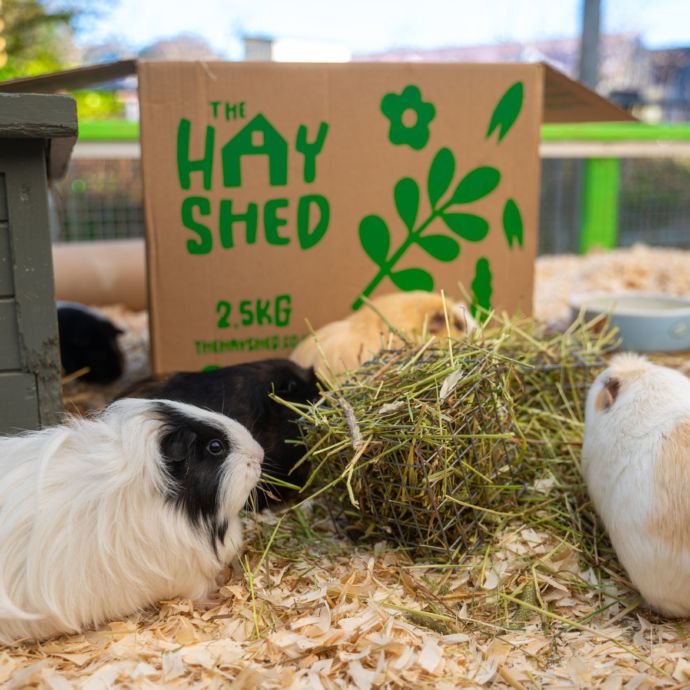 Hay For Guinea Pigs | Guinea Pig Hay - The Hay Shed