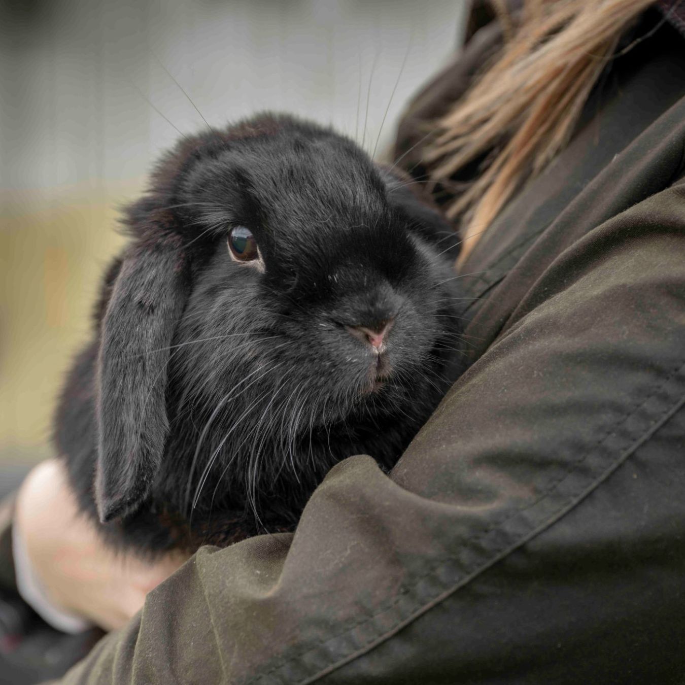 Premium Hay and Straw for Pets | Hay Box | The Hay Shed