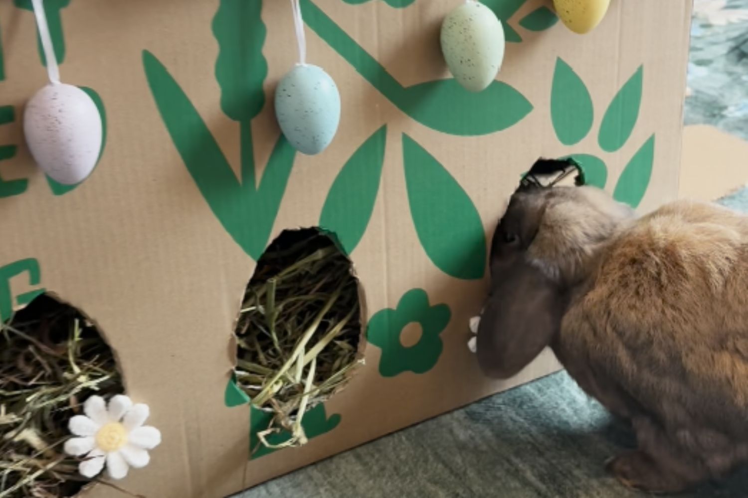 Vet-Approved Tips for Small Pet Enrichment - The Hay Shed